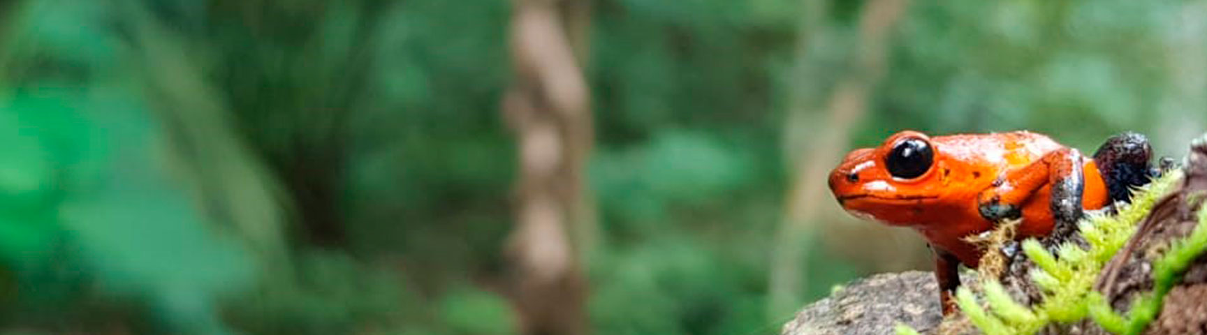 Strawberry poison dart frog - Adopteer Regenwoud