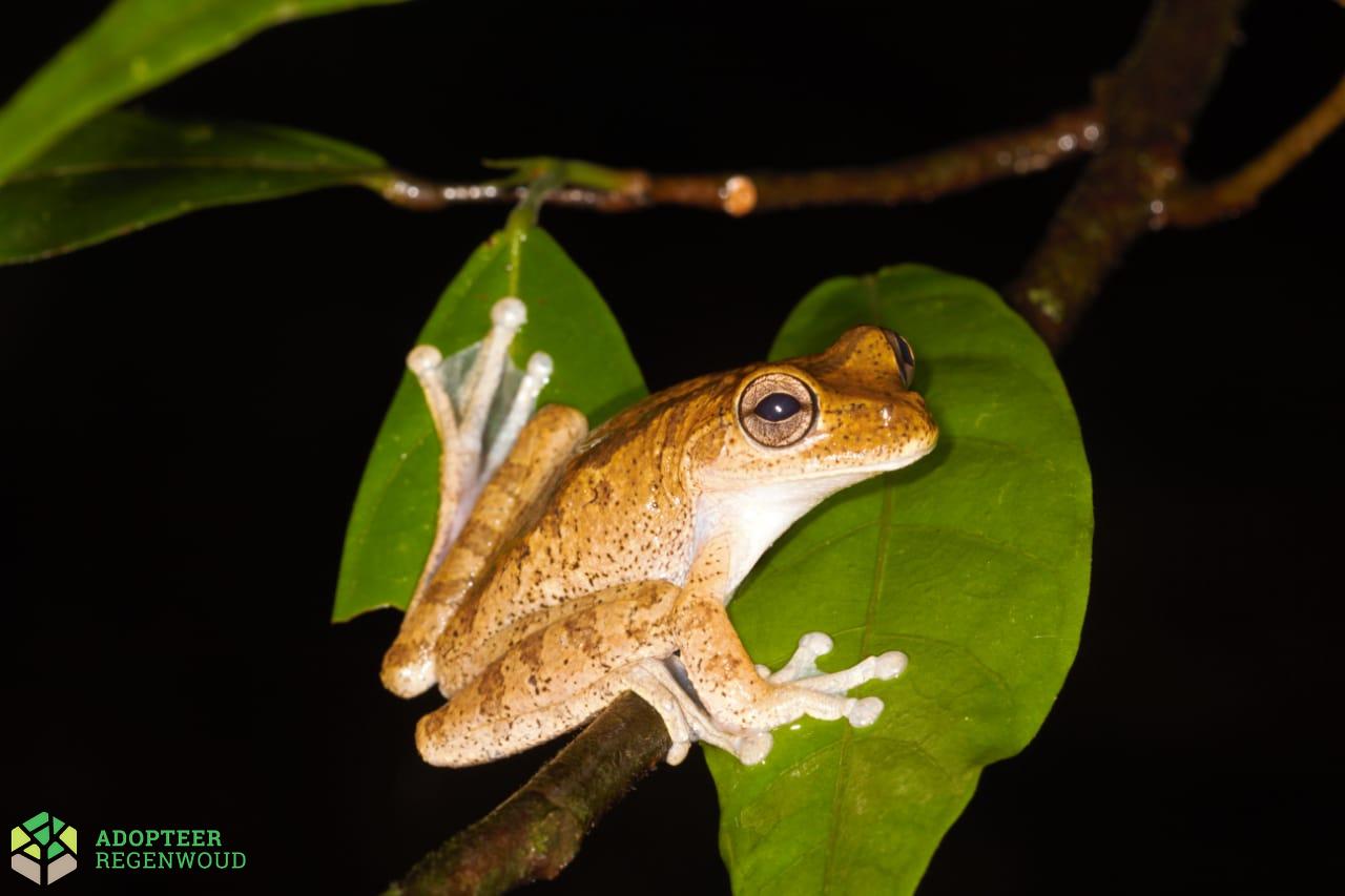 The rainy season part 2: Other frog species in Costa Rica - Adopteer Regenwoud