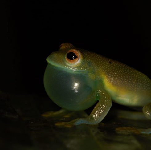The rainy season part 1: Glass frogs - Adopteer Regenwoud