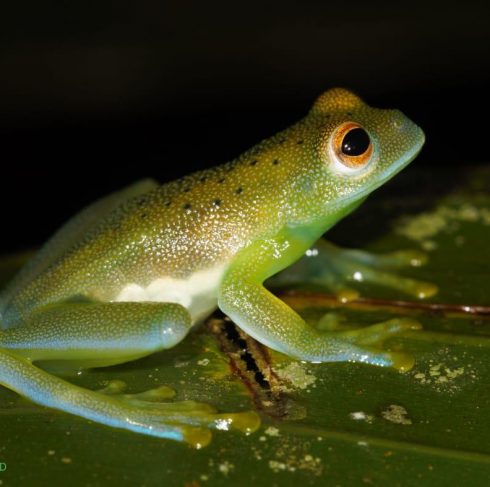 The rainy season part 1: Glass frogs - Adopteer Regenwoud