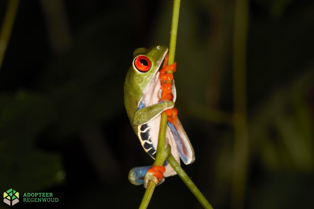 The rainy season part 2: Other frog species in Costa Rica - Adopteer ...
