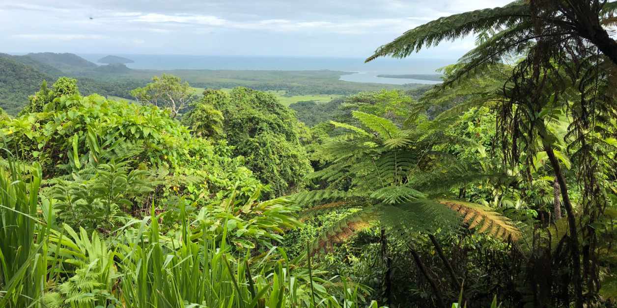 The biggest rainforests of the world - Adopteer Regenwoud