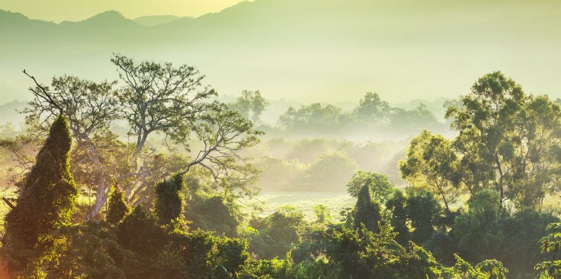 Biodiversity in Costa Rica - Adopteer Regenwoud