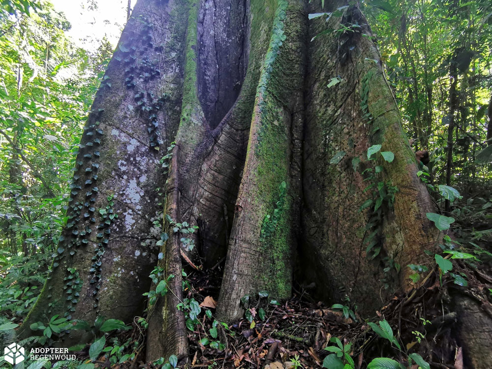 The ceiba tree - Adopteer Regenwoud