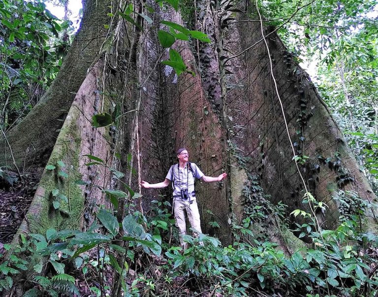 The ceiba tree - Adopteer Regenwoud