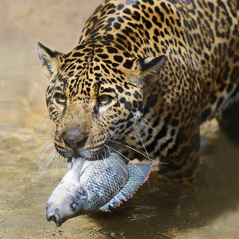 The jaguar, king of the jungle - Adopteer Regenwoud