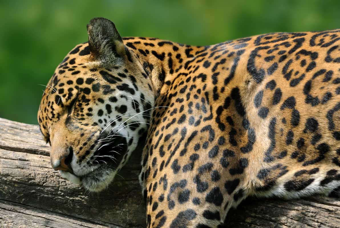 The jaguar, king of the jungle - Adopteer Regenwoud