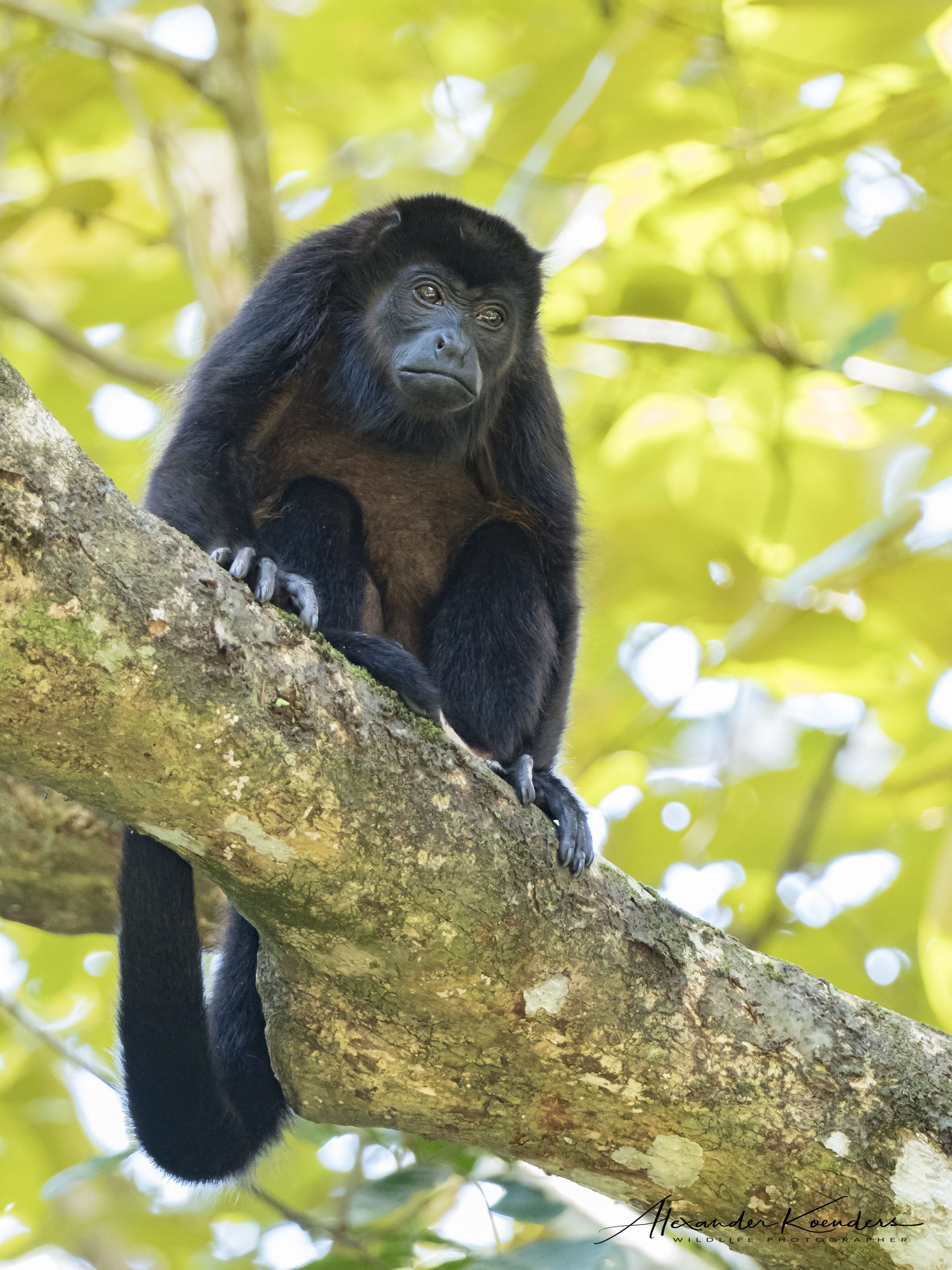 The mantled howler monkey - Adopteer Regenwoud