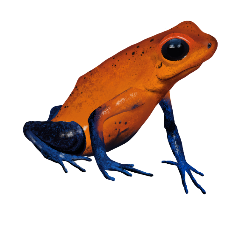 Strawberry poison dart frog - Adopteer Regenwoud Strawberry poison dart frog - Adopteer Regenwoud